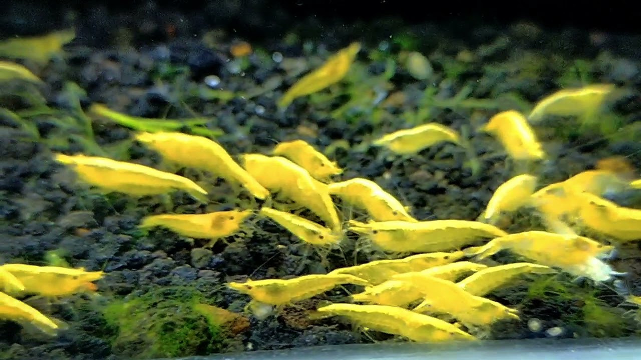 Yellow Shrimp Having Dinner With Fresh Neon Tetra Fish menu 😂 | Yellow ...