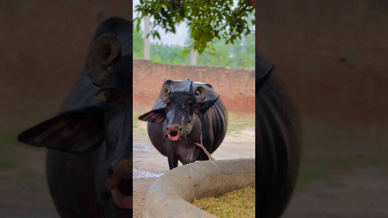 Buffalo vs man😄😱//#comedy #shorts - YouTube
