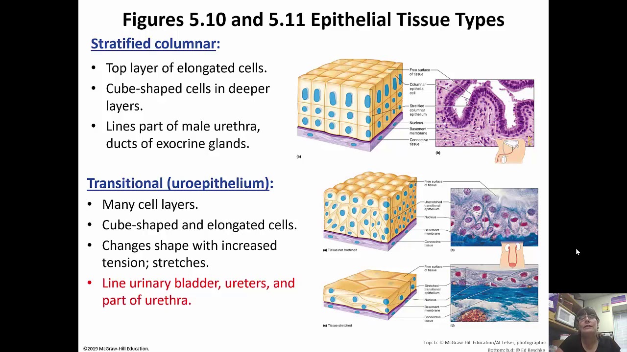 Tissues Chapter 5 - YouTube