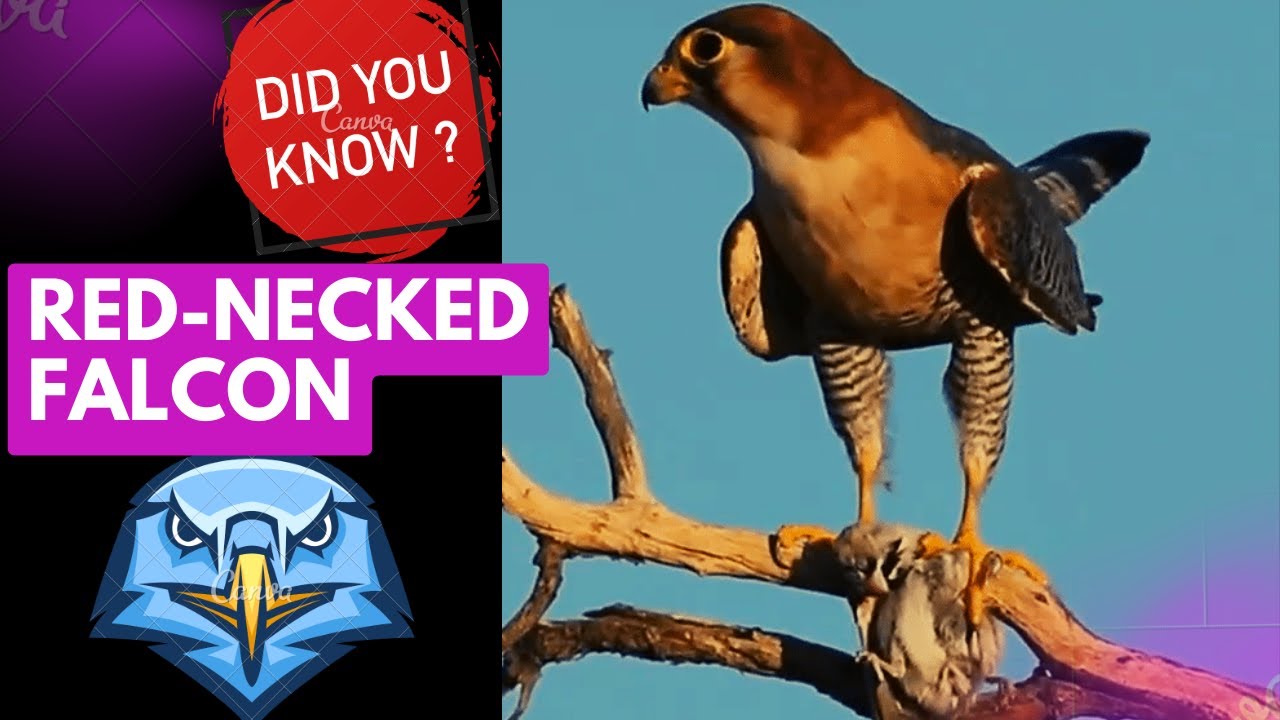 red-necked falcon facts - YouTube