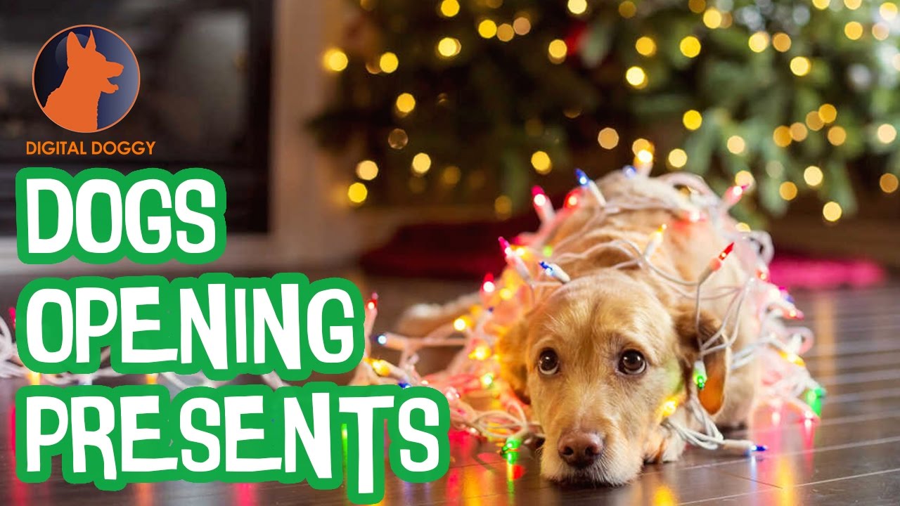 Cute Dogs Opening Presents - YouTube