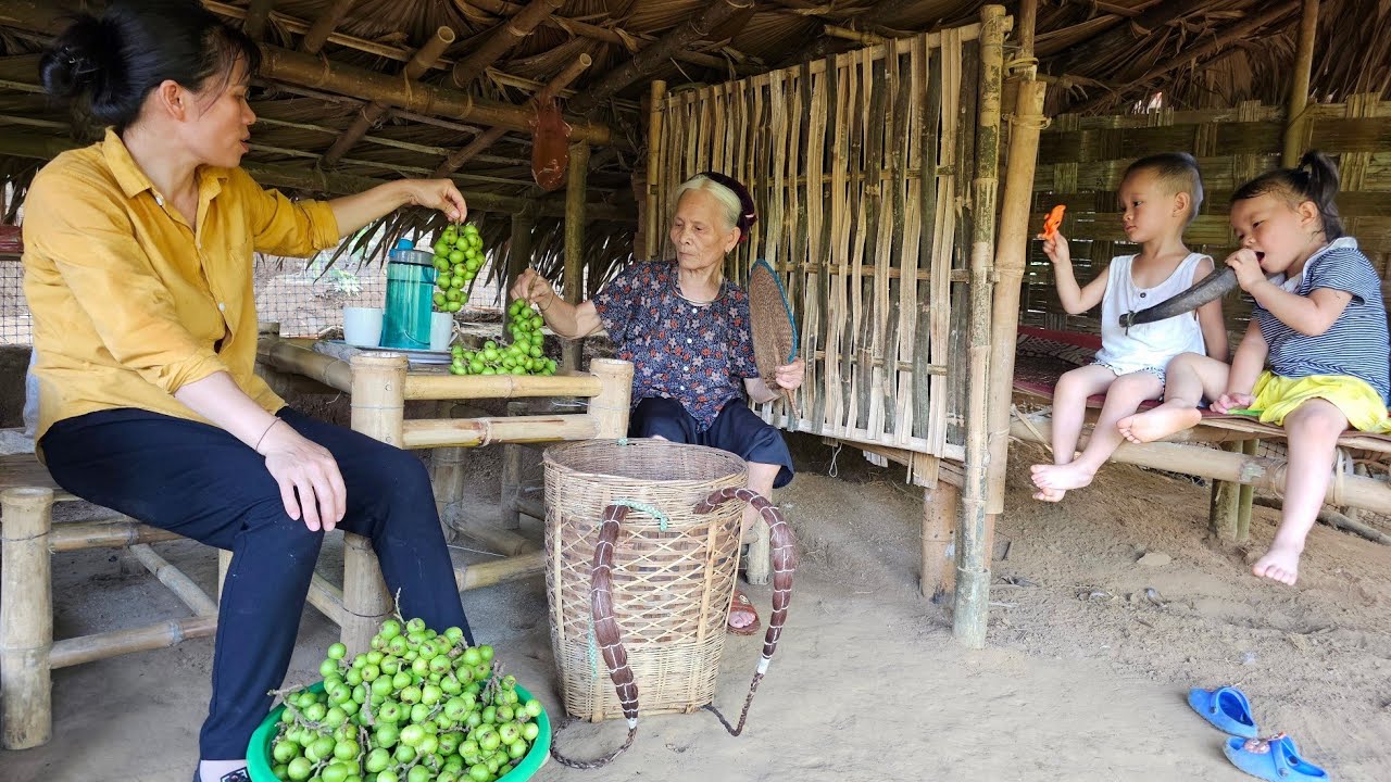 Harvesting Fresh Cluster Figs: Do You Know How to Prepare Them for Your Family Meals? - YouTube