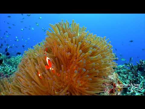 Clown Fish Swimming Around an Anemone