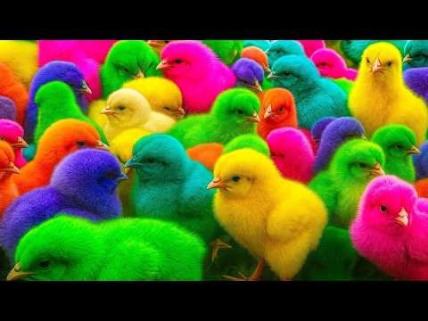 Tangkap Ayam Lucu, ayam warna warni, ayam rainbow, kelinci lucu, bebek lucu, ikan koi, Hewan Lucu