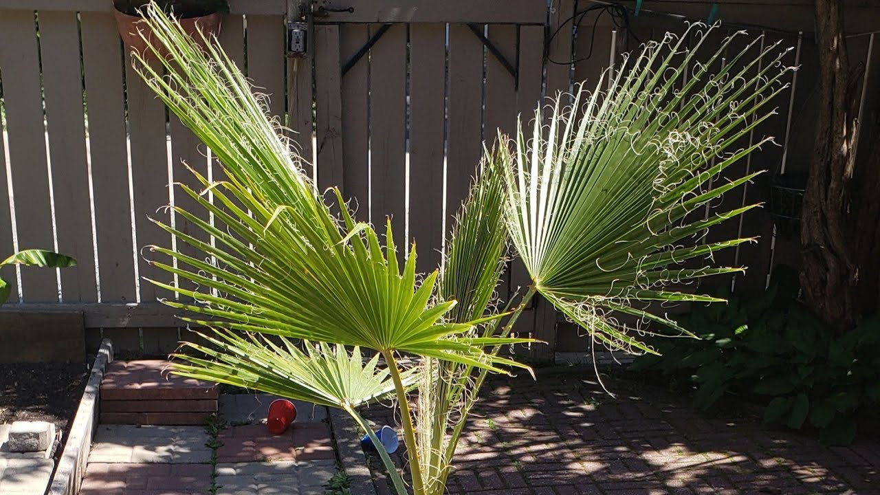 Got a new palm! Washingtonia Filibusta? - YouTube