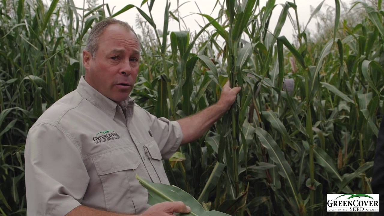 BMR Corn Cover Crop | Test Plot Summer 2016 - YouTube