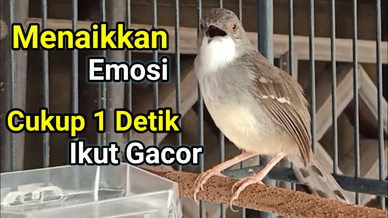 ciblek semi gacor, cukup 1 DETIK saja ciblek semi pasti IKUT gacor ...