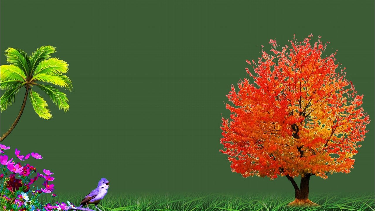 Nature Green Screen/Green Screen Background/Bird Green Screen/Tree ...