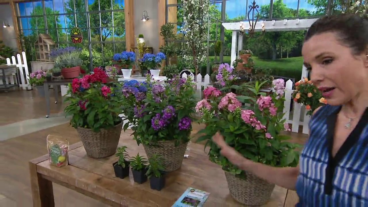Roberta's 3-Piece Early to Bloom Tidy Garden Phlox on QVC - YouTube