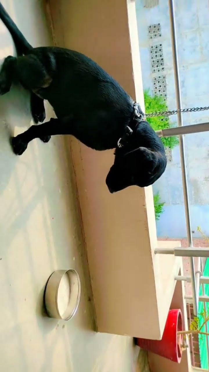 Ellie is a Trained Dog 🐕 Cute Ellie baccha #labradorpuppy # ...