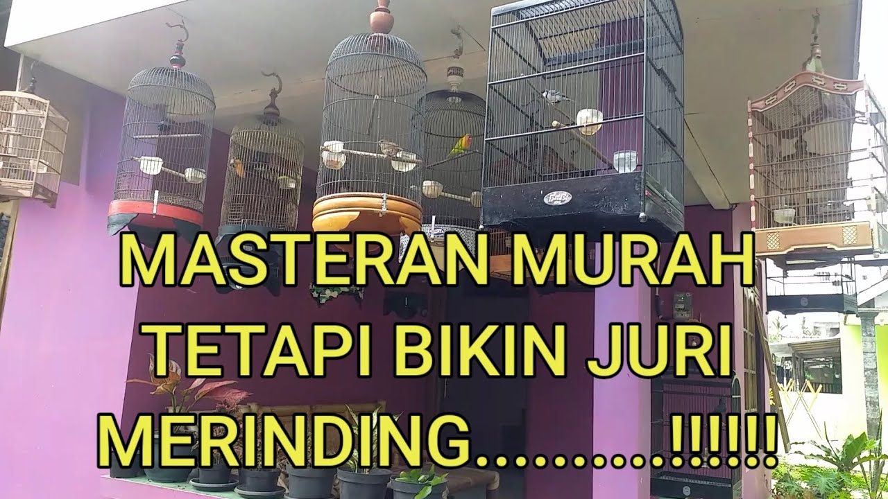 JENIS BURUNG MASTERAN MURAI BATU YANG BERKUALITAS DAN MURAH - YouTube