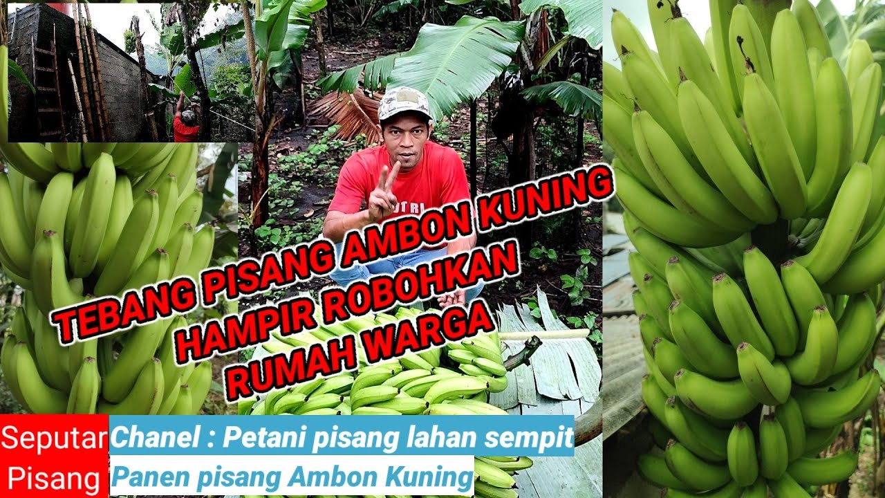 PANEN PISANG AMBON KUNING YANG ISTIMEWA HARGA AKAN LEBIH MAHAL. - YouTube