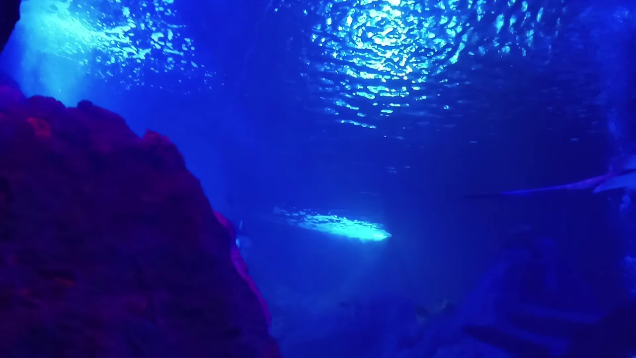 Shark at sea life scotland - YouTube