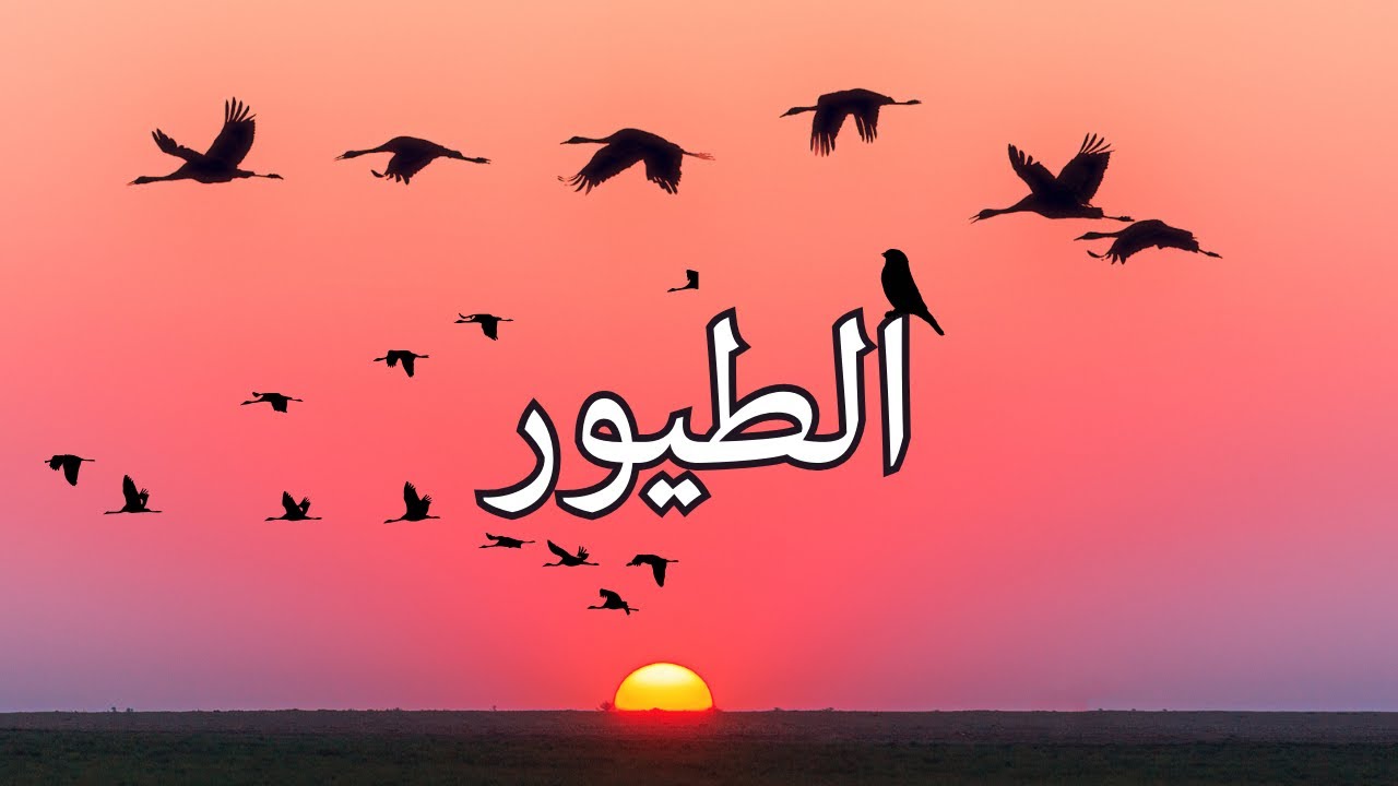Birds in Arabic (Levantine dialect) - YouTube