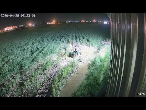 Şanlıurfa’da Kırsal Mahallede İri Domuz Görüldü