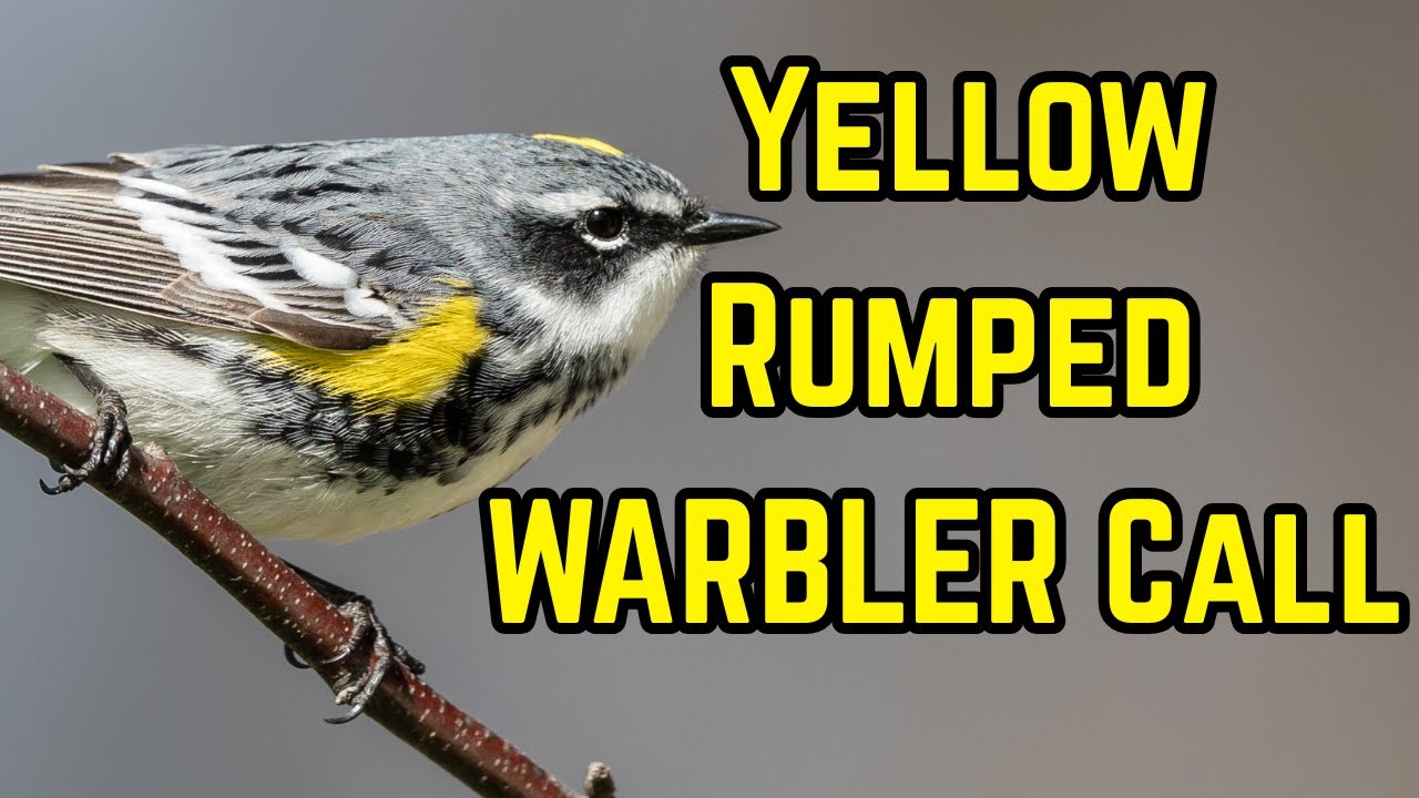 Song and Call of the Yellow Rumped Warbler - YouTube