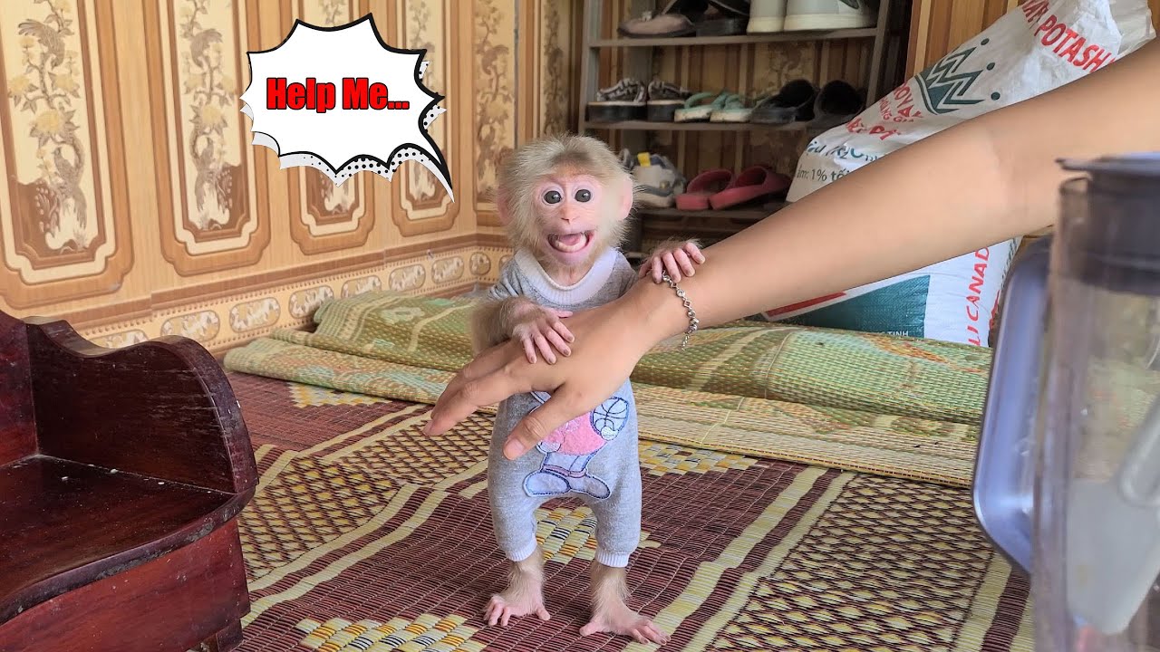 Monkey David tries to call for help because he is so hungry - YouTube