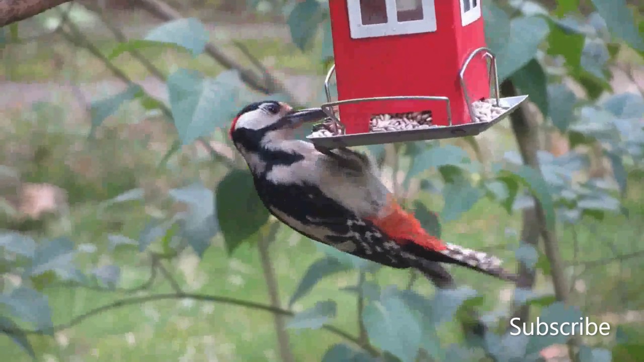 Beautiful Birds Eating Food || Birds Flying || Relaxation Music ...