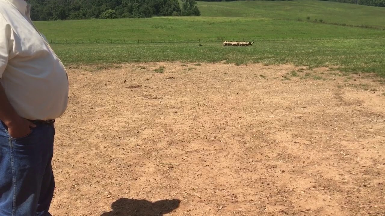 Will-O-Wood Sheep Farm: "Bud" - YouTube