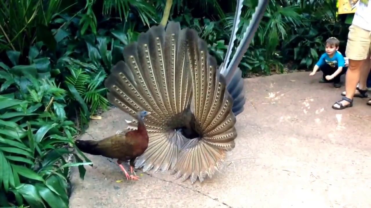 Great Argus Pheasant Mating Dance argusianus argus - YouTube