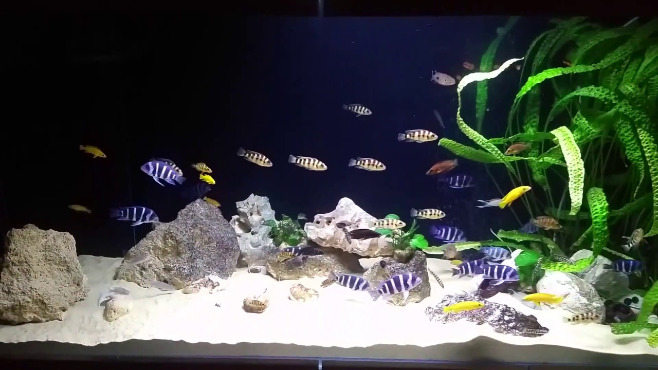 Aquarium Tanganyika cichlids - YouTube