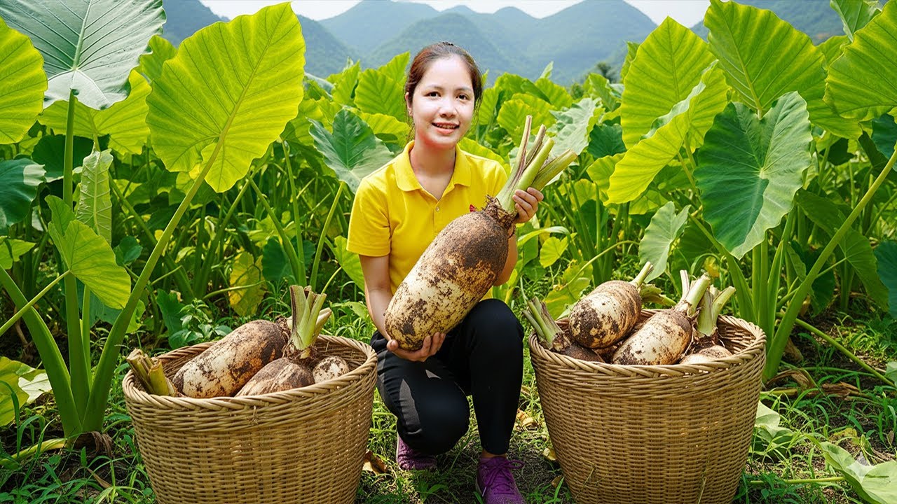Harvest Giant Elephant Ear Tuber – Discover The Hidden Treasures ...