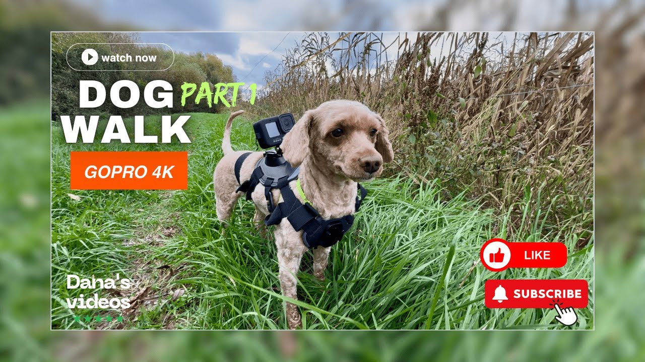 Relaxation video on a walk from the dog's point of view, first part ...