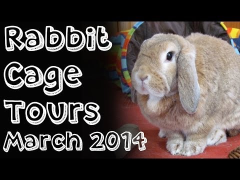 BudgetBunny: Rabbit Cage Tours *March 2014* Last Tours!!! Must Watch ...