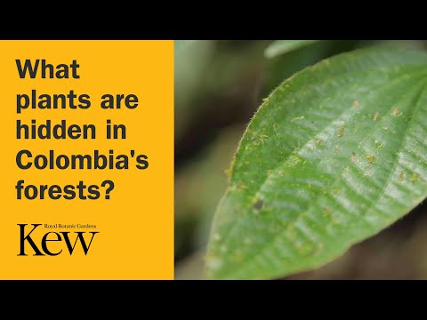What Plants Are Native To Colombia