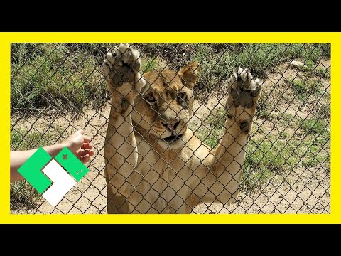 OUT OF AFRICA WILDLIFE PARK (10.14.15 - Day 1292) | Clintus.tv