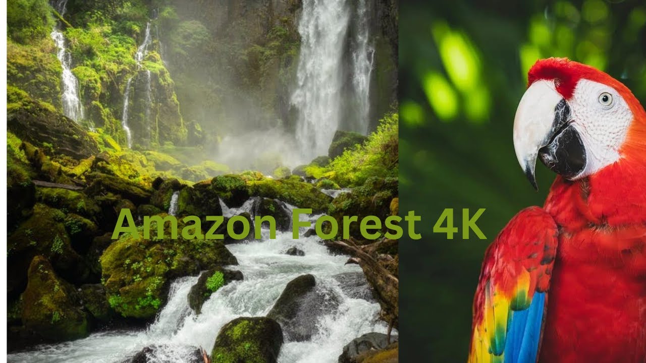 Amazon Rainforest 4K - YouTube