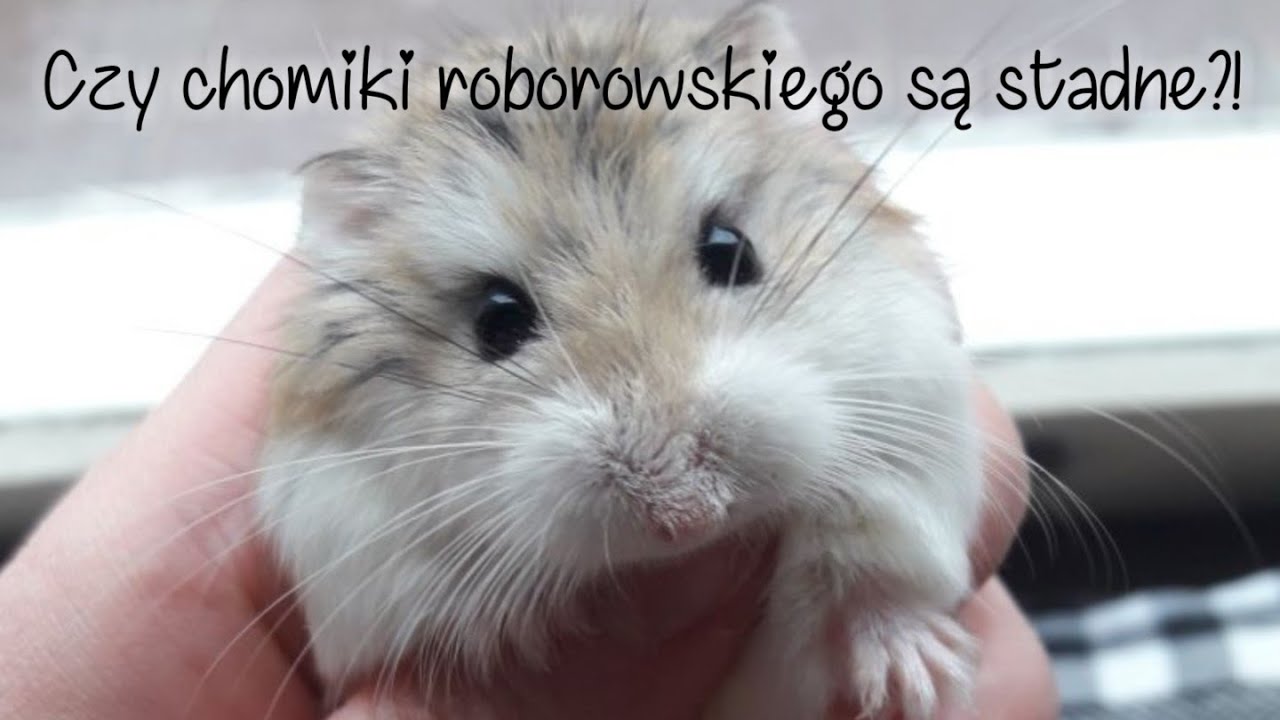 Czy chomiki roborowskiego można trzymać razem?! - O stadności ...