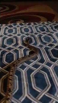 Ball python weird behavior??? - YouTube