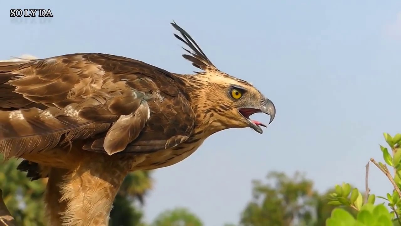 Real Eagle Attack Chicken Home Brave Hen's Mother Нападение орла на ...