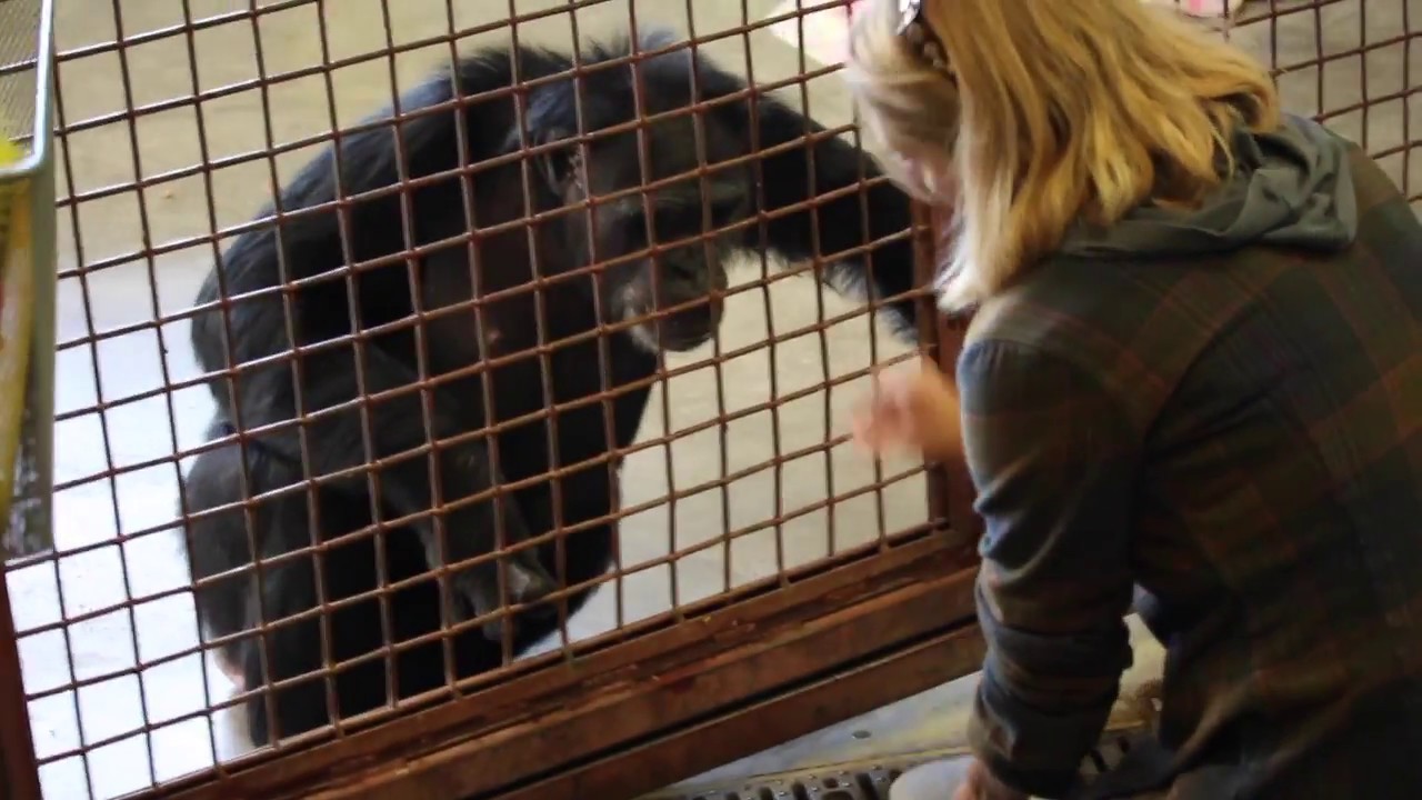 Positive Reinforcement Training session with rescued chimpanzee and ...
