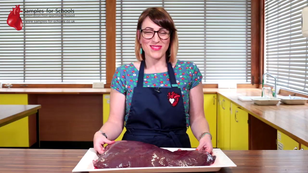 Liver dissection GCSE A level biology practice skills - YouTube