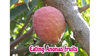 Anonas Fruit Tree