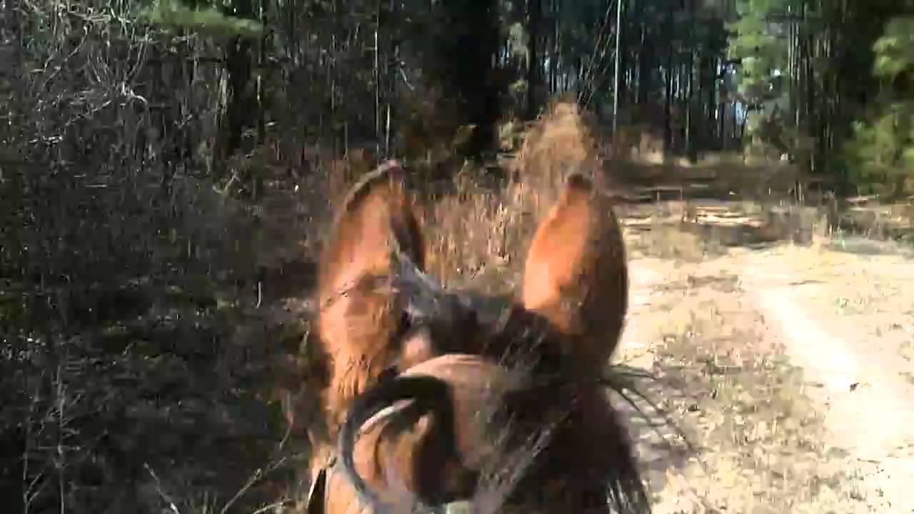 Riding a Tennessee Walker in a Trot - YouTube