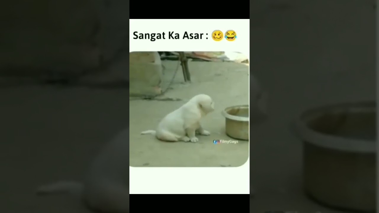sangat ka asar | #shorts #funny #shorts #memes - YouTube