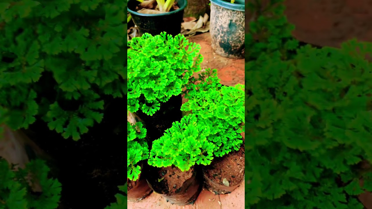 meadow fern plant/ spike moos - YouTube