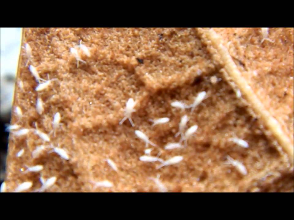 Tropical Pink Springtails - YouTube