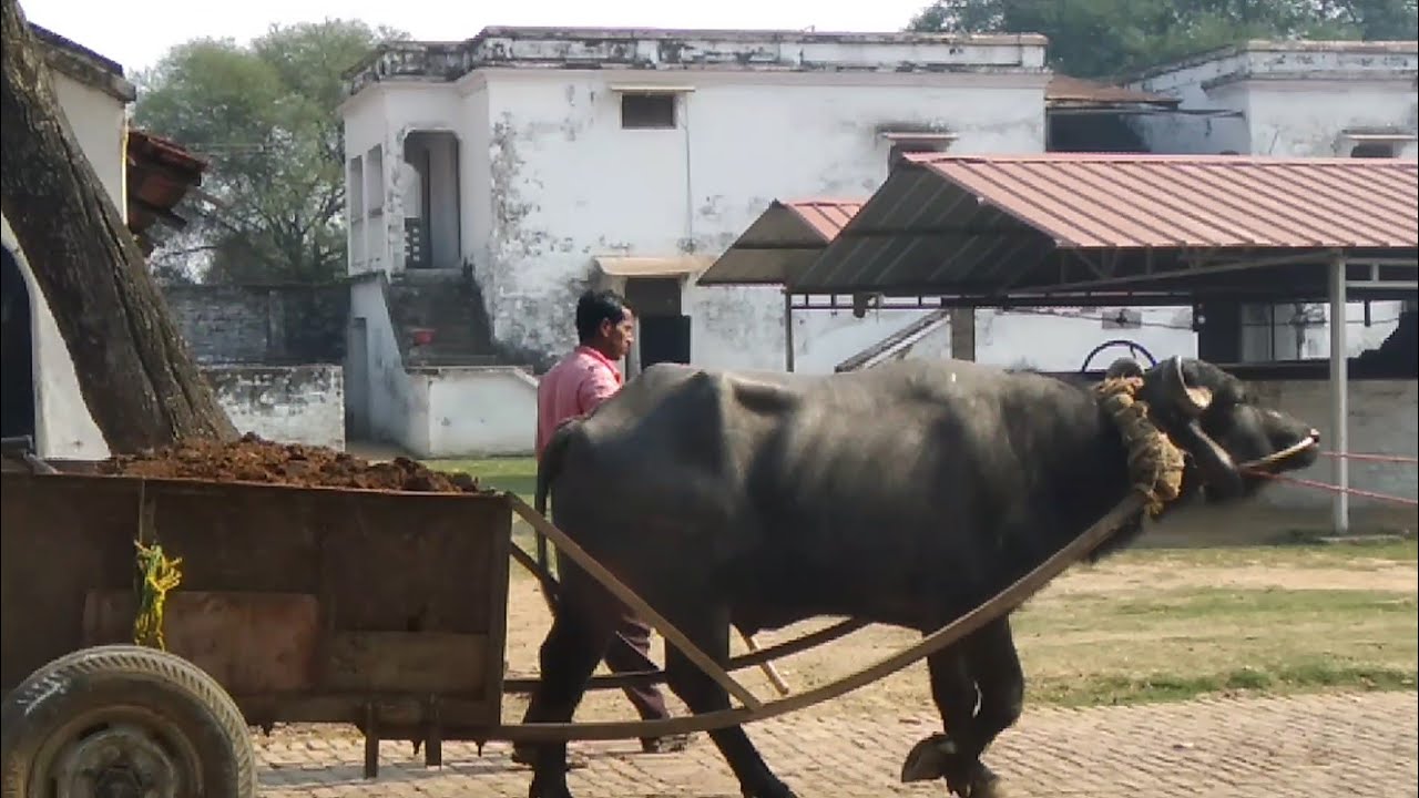 Bull pulling cart full view in dairy farm. - YouTube