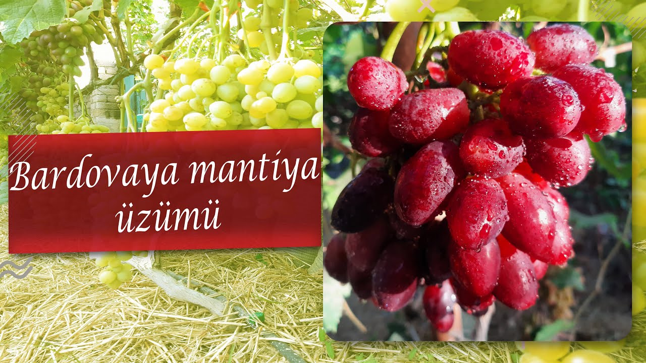 Bardovaya mantiya üzümü 2022 - YouTube