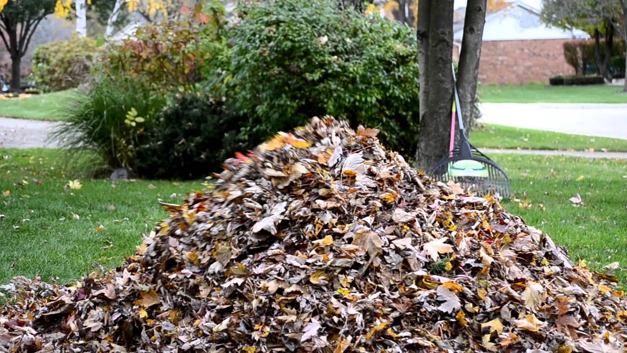 The Living Leaf Pile - YouTube