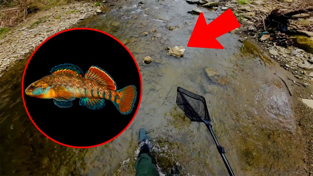 I found RAINBOW fish hiding under rocks - YouTube