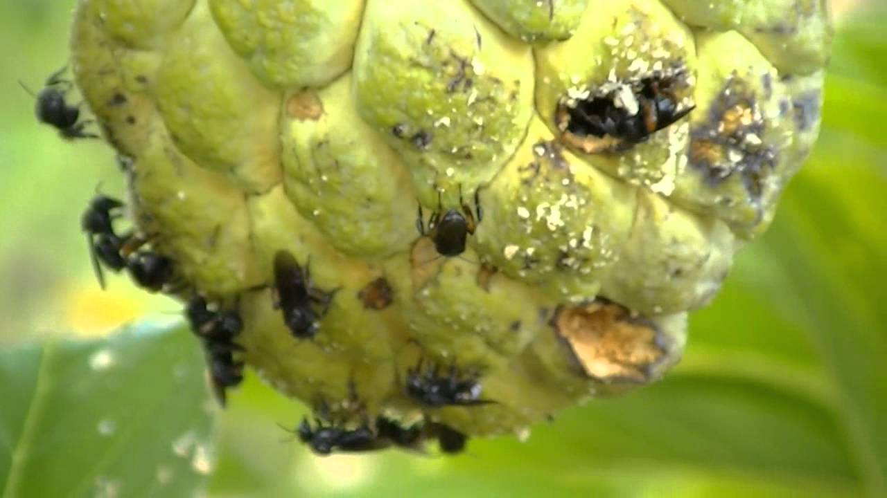 Sanharó - Inseto da Caatinga - YouTube