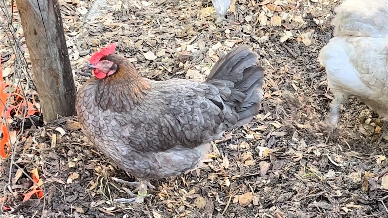Fastest way to heal a sick chicken - YouTube