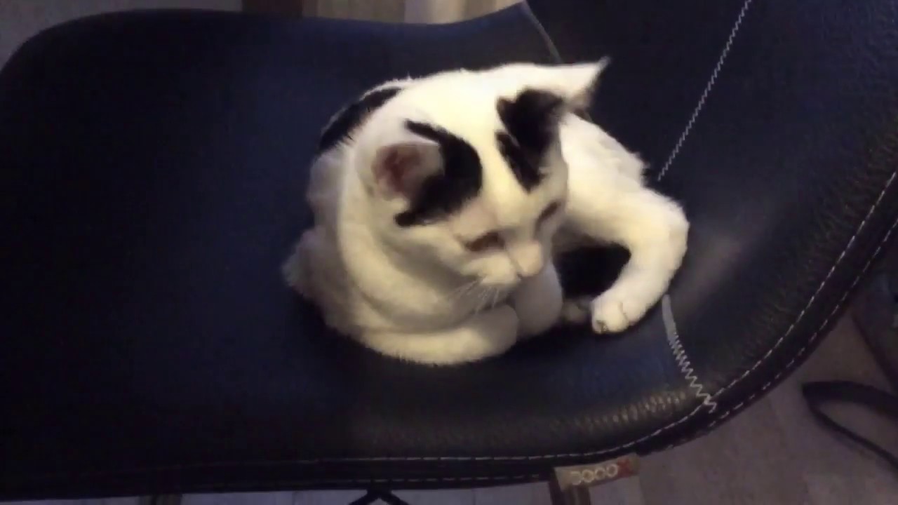 Burping Cat - YouTube