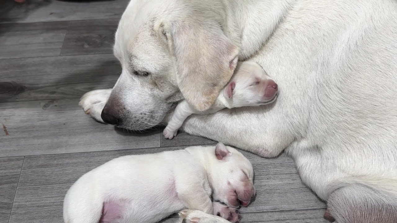 Mother Labrador Retriever hugging her baby to sleep when she was 3 days ...