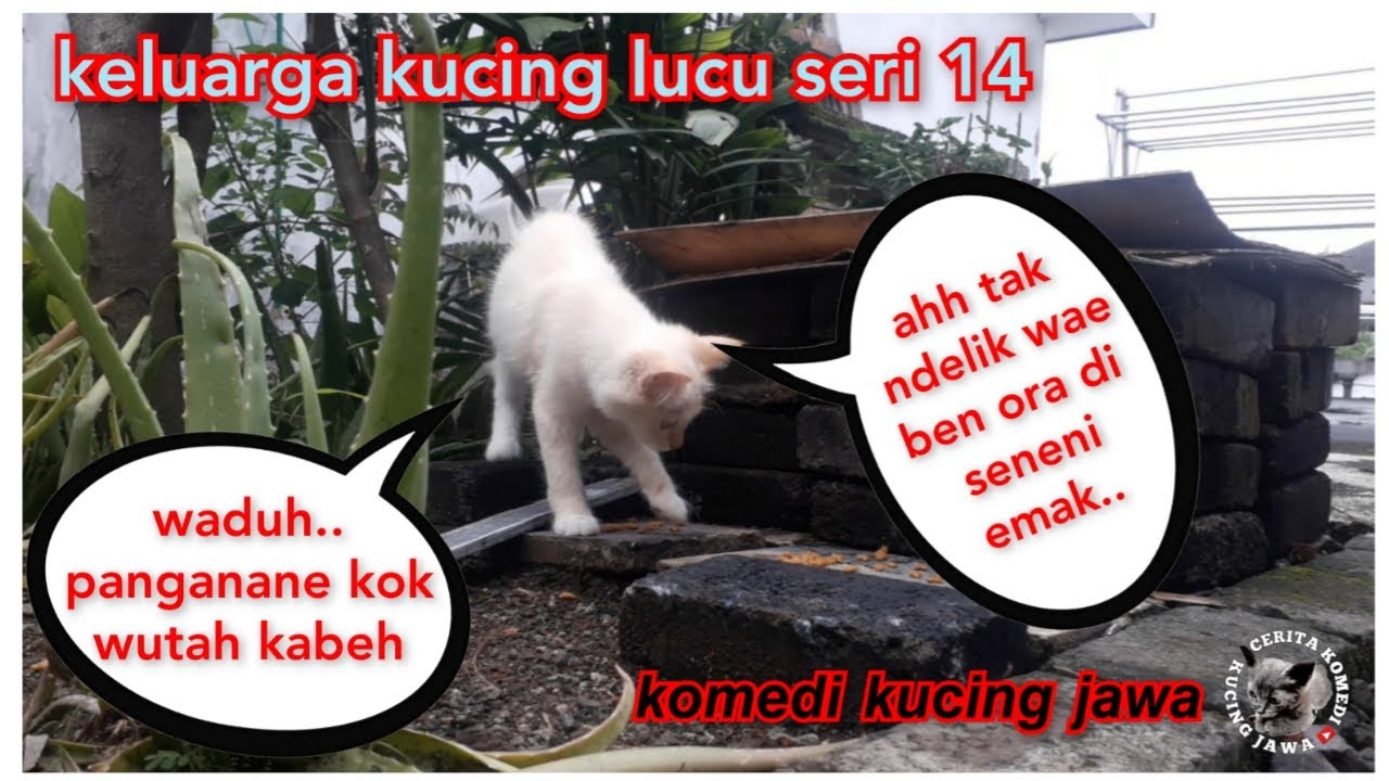 Keluarga kucing lucu_seri 14_Komedi Kucing Jawa - YouTube